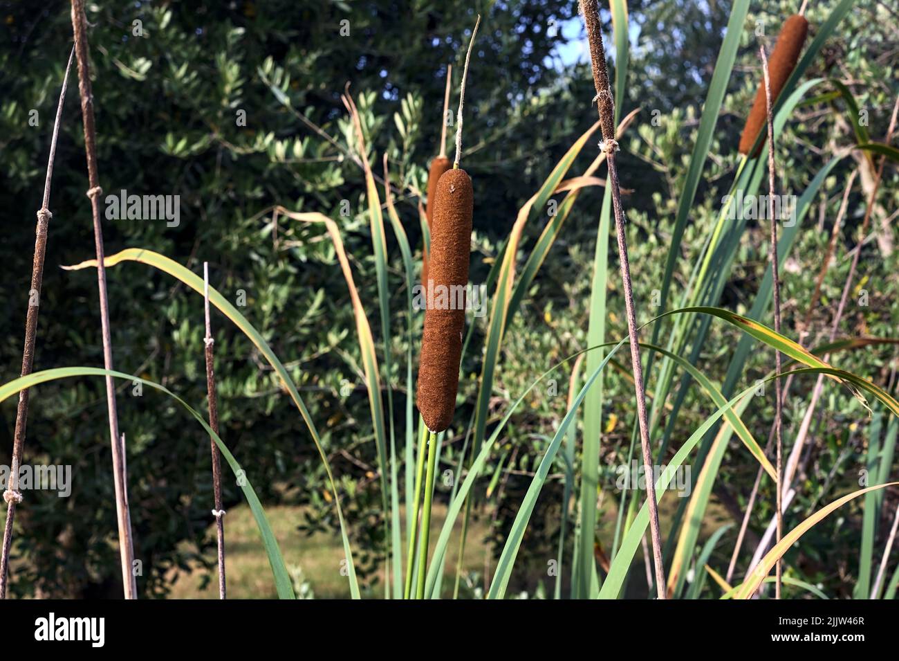 Reeds in a garden seen up close Stock Photo - Alamy