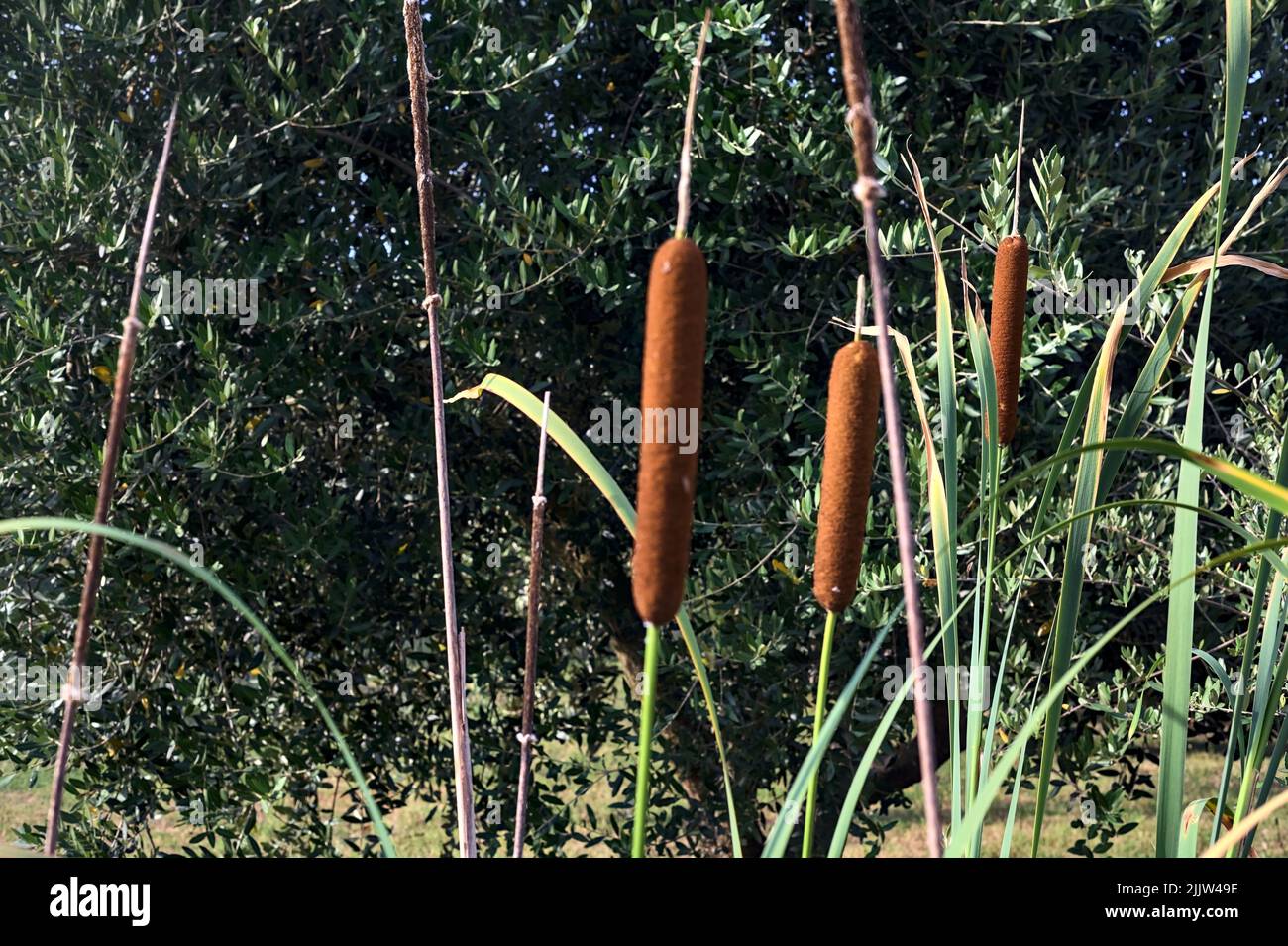 Reeds in a garden seen up close Stock Photo - Alamy