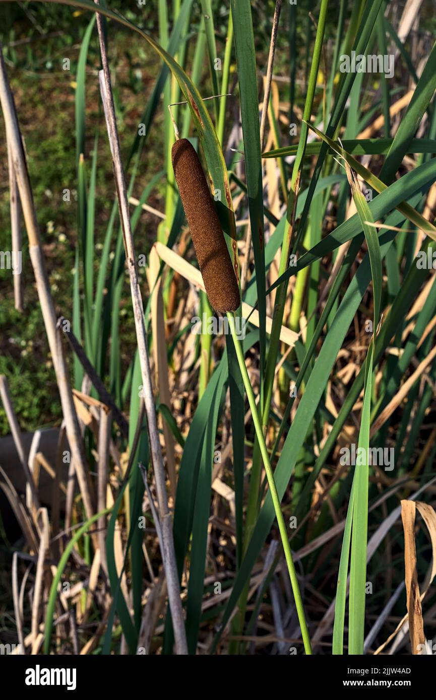 Reeds in a garden seen up close Stock Photo - Alamy