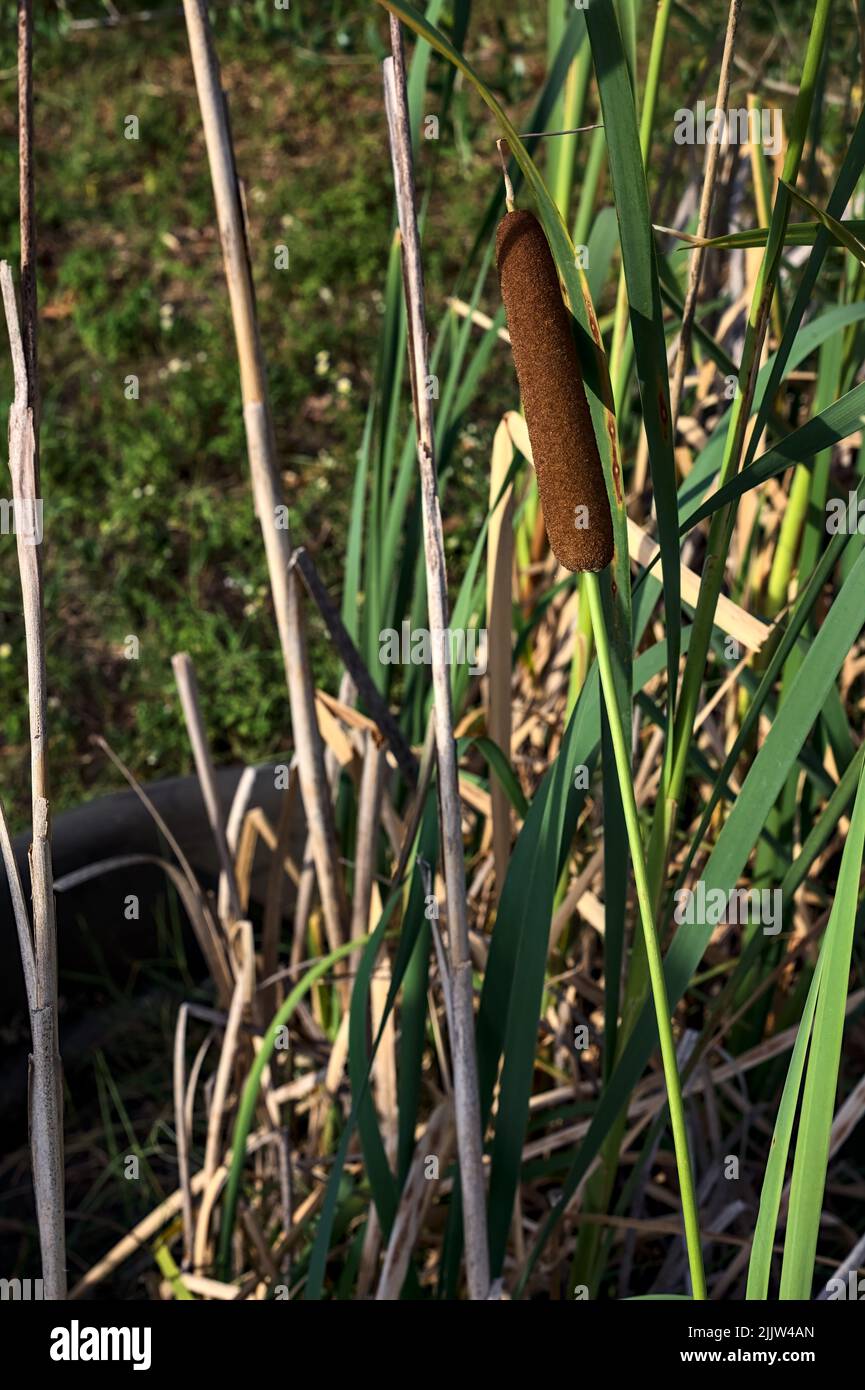Reeds in a garden seen up close Stock Photo - Alamy
