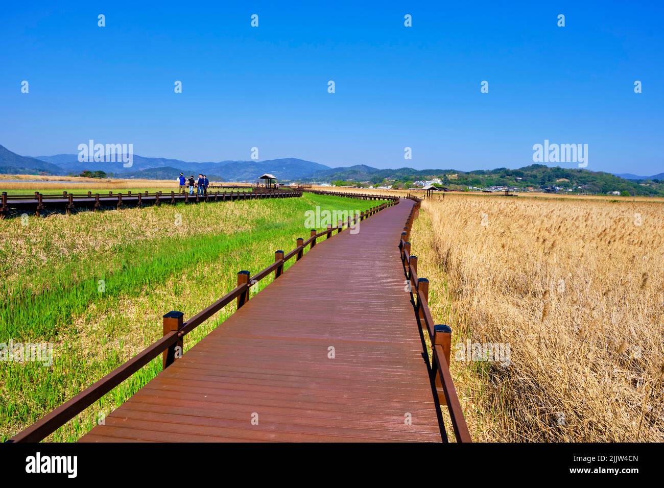 South Korea, South Jeolla Province, Suncheon, Suncheon Bay, preserved ...