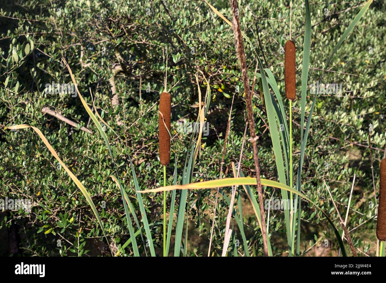 Reeds in a garden seen up close Stock Photo - Alamy