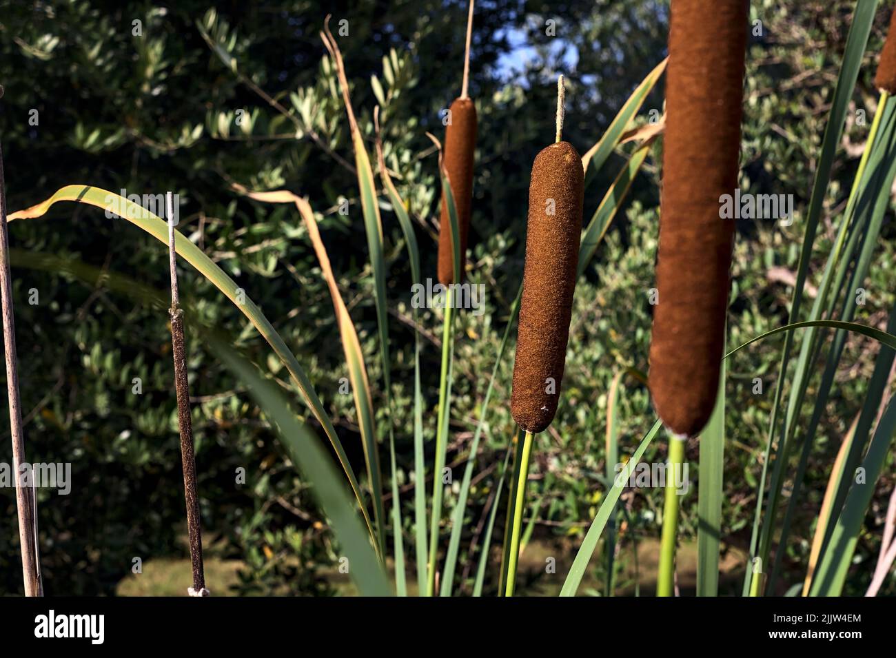 Reeds in a garden seen up close Stock Photo - Alamy