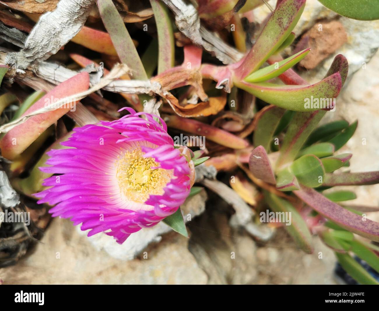 Carpobrotus chilensis hi-res stock photography and images - Alamy