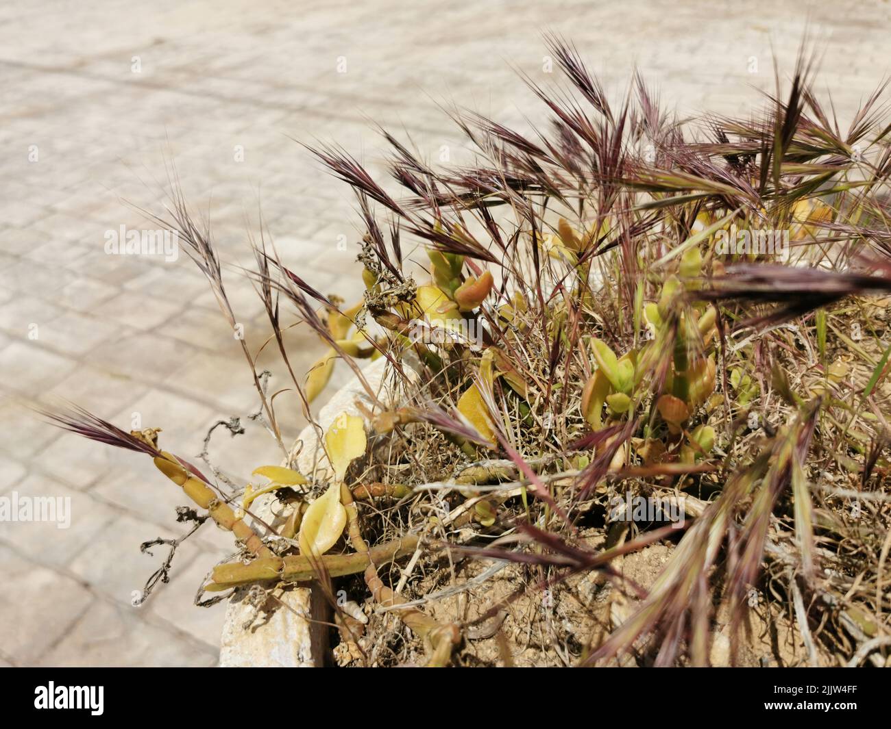 A closeup of Bromus madritensis grass growing outdoors Stock Photo - Alamy