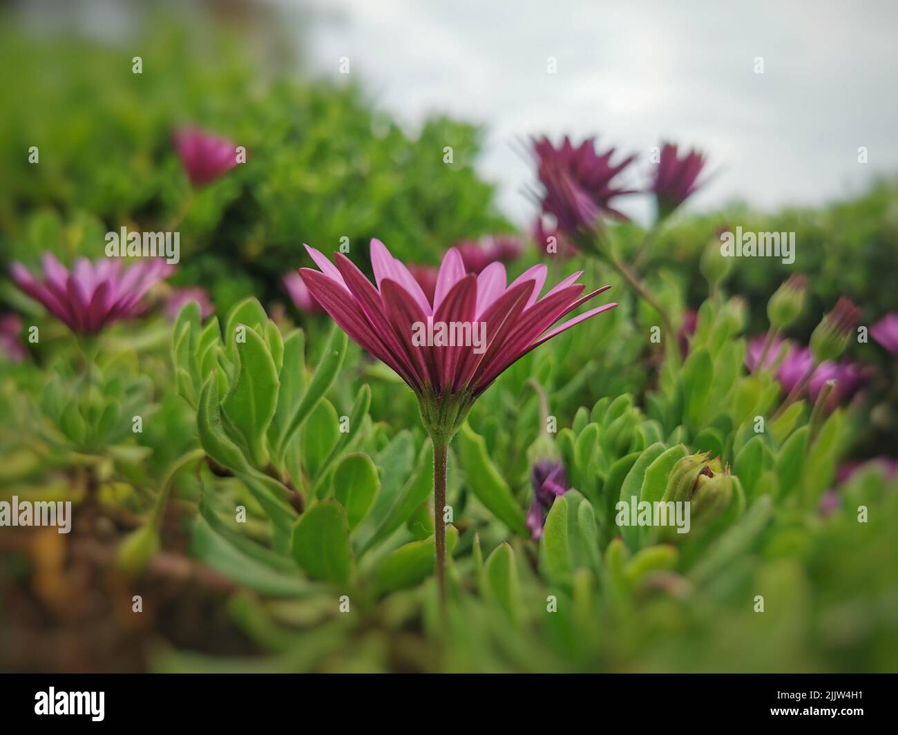 A closeup of a vivid purple African daisy (Osteospermum 'Soprano Purple ...
