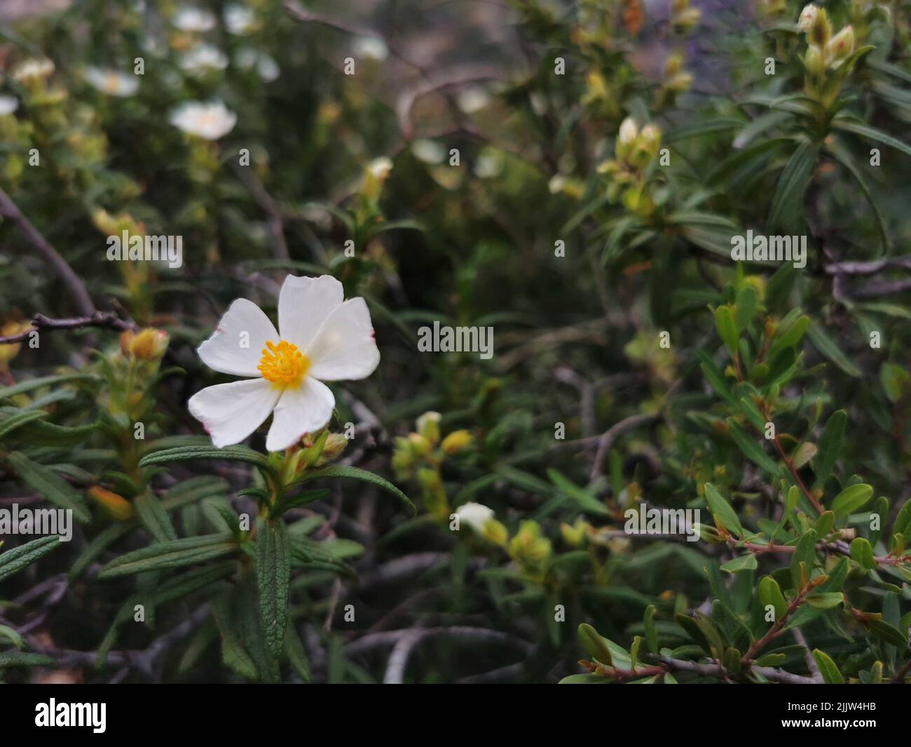 Flower with narrow leaves hi-res stock photography and images - Alamy