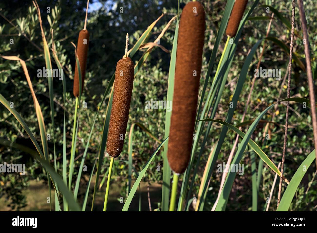 Reeds in a garden seen up close Stock Photo - Alamy