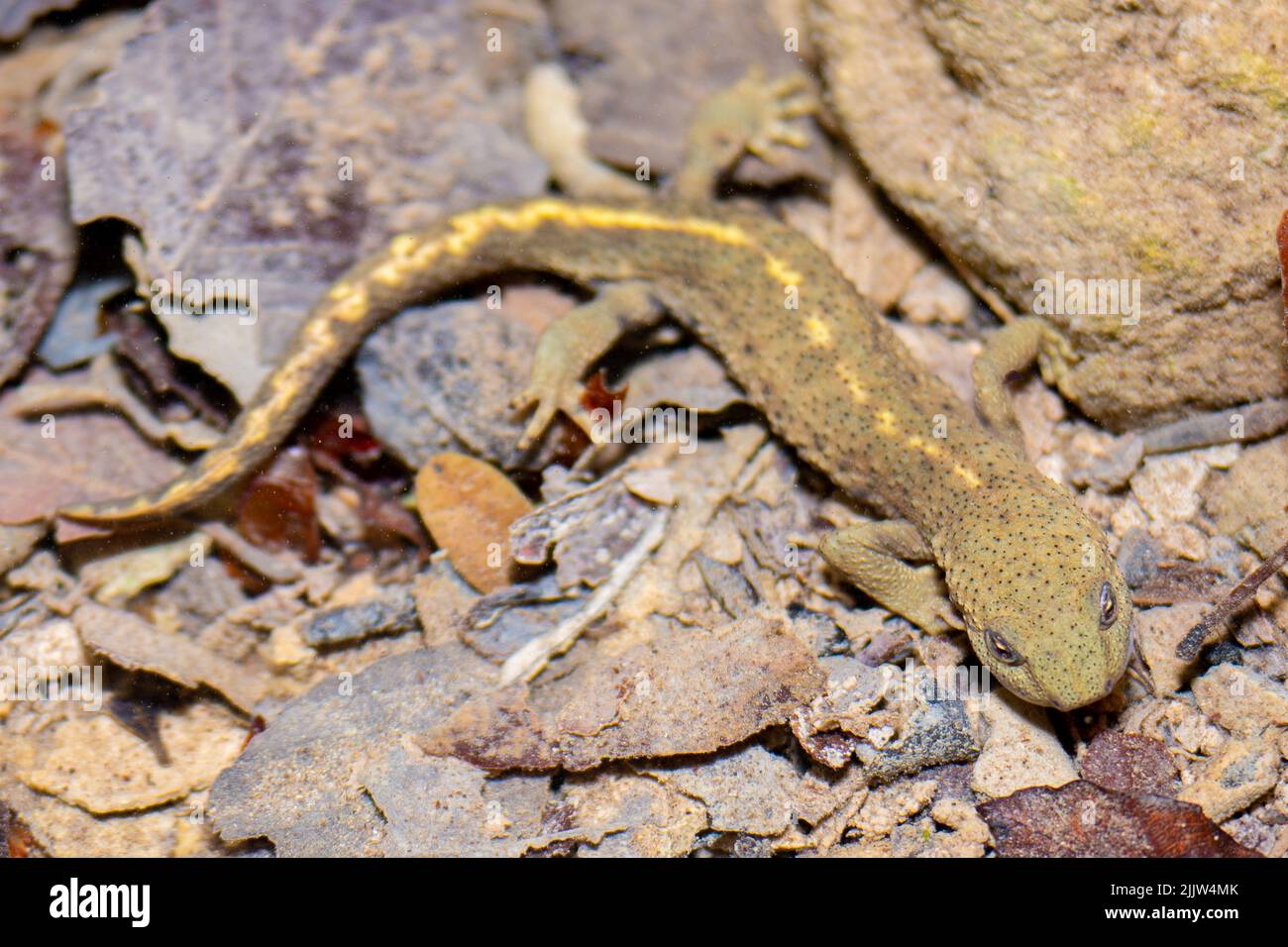 Pyrenean brook salamander Pyrenean newt, Calotriton asper in nature in ...