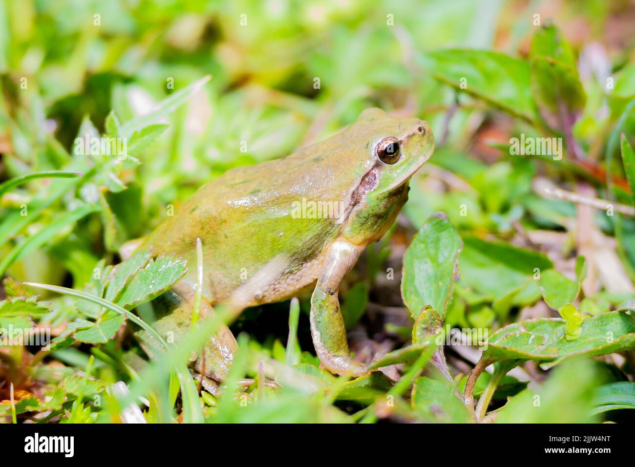 Green tree frog macro, Hyla meridionalis in Catalonia, Spain, Europe ...