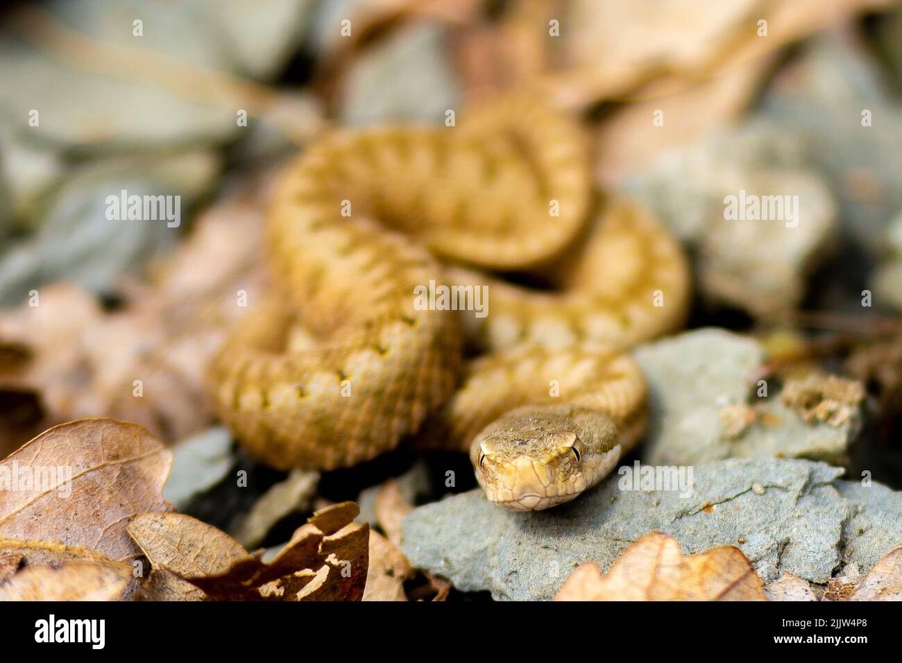 Asp viper, Vipera aspis in nature in Catalonia, Spain, Europe Stock ...