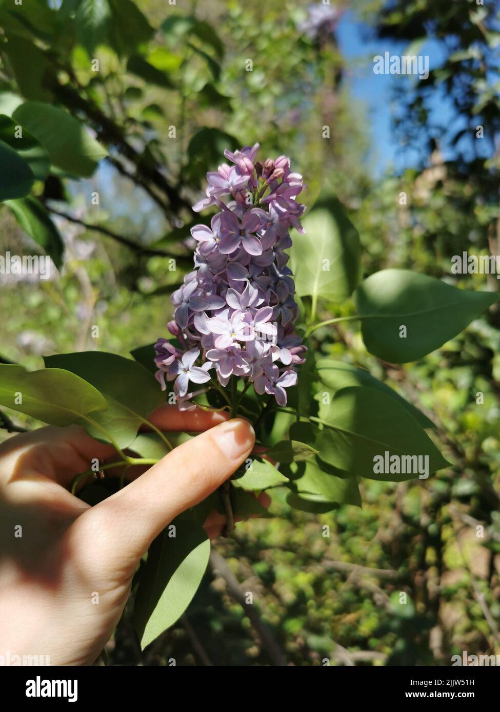 A vertical shot of a hand holding a Syringa (lilac) in the Parque de el ...