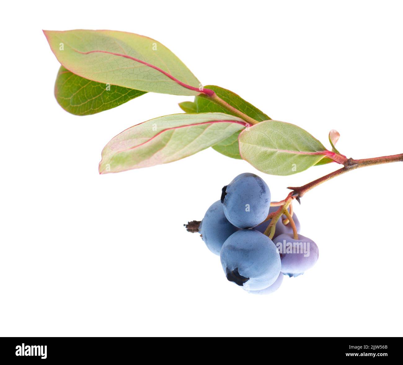 Blueberry branch isolated on white background. Bilberry or whortleberry ...