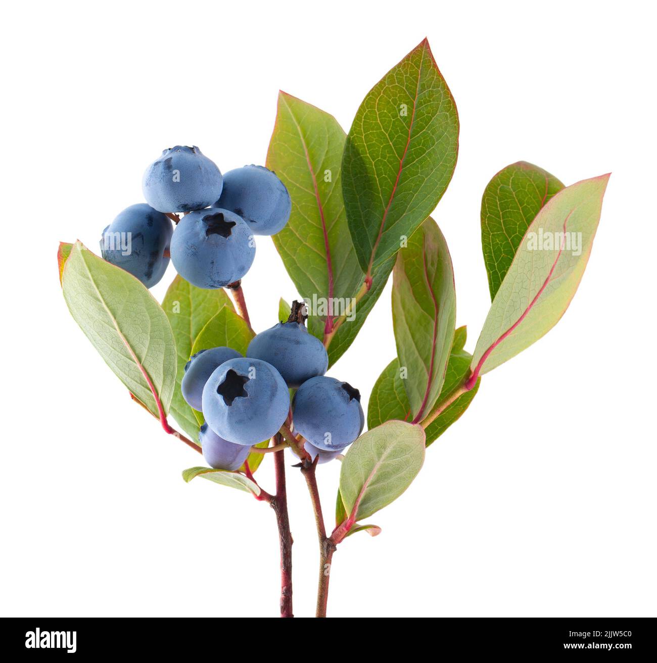 Blueberry branch isolated on white background. Bilberry or whortleberry ...