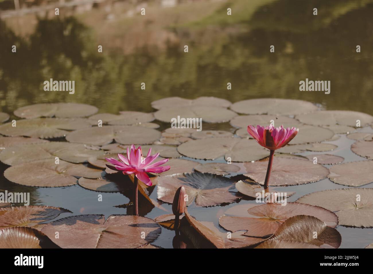 pink lotus flowers among water lilies in the water mirror Stock Photo ...