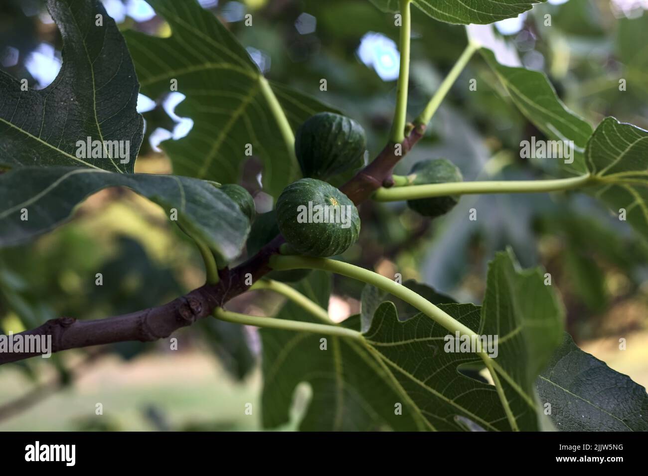 Figs on a branch in the shade seen up close Stock Photo - Alamy