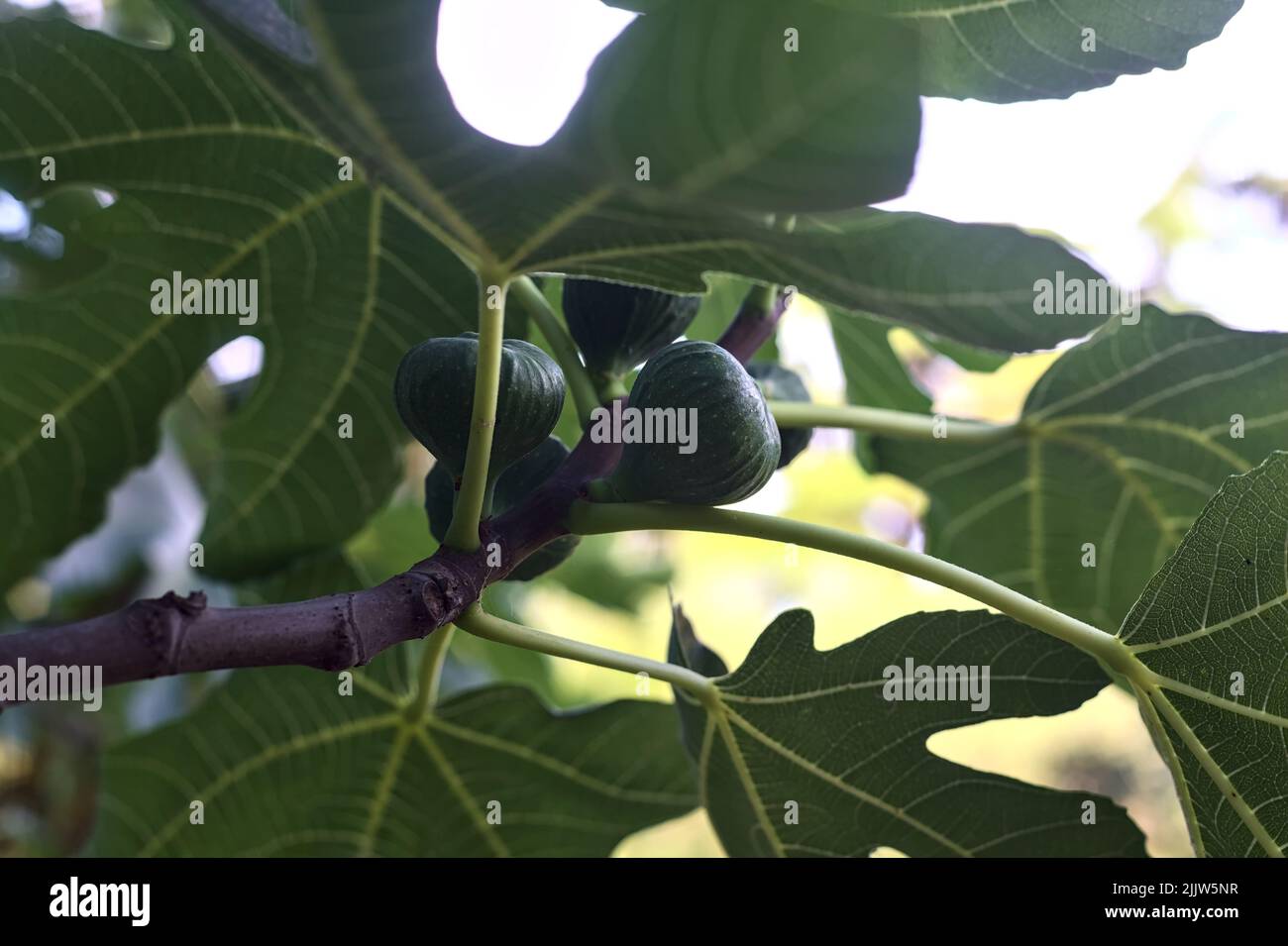 Figs on a branch in the shade seen up close Stock Photo - Alamy