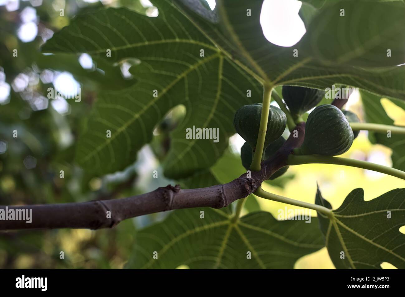 Figs on a branch in the shade seen up close Stock Photo - Alamy