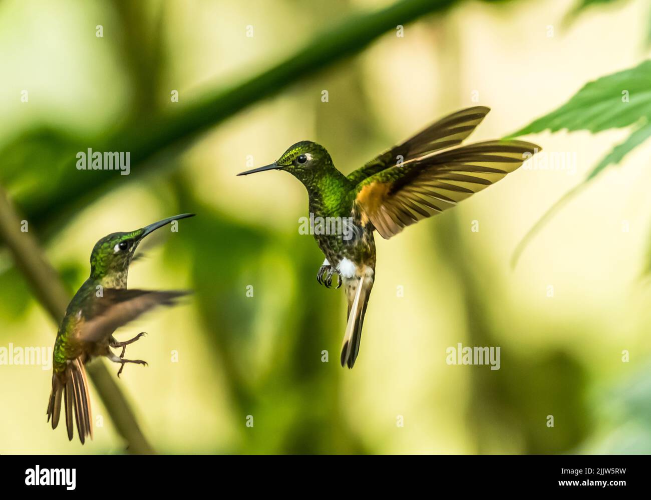 Two hummingbirds in Bella Vista, Ecuador Stock Photo - Alamy