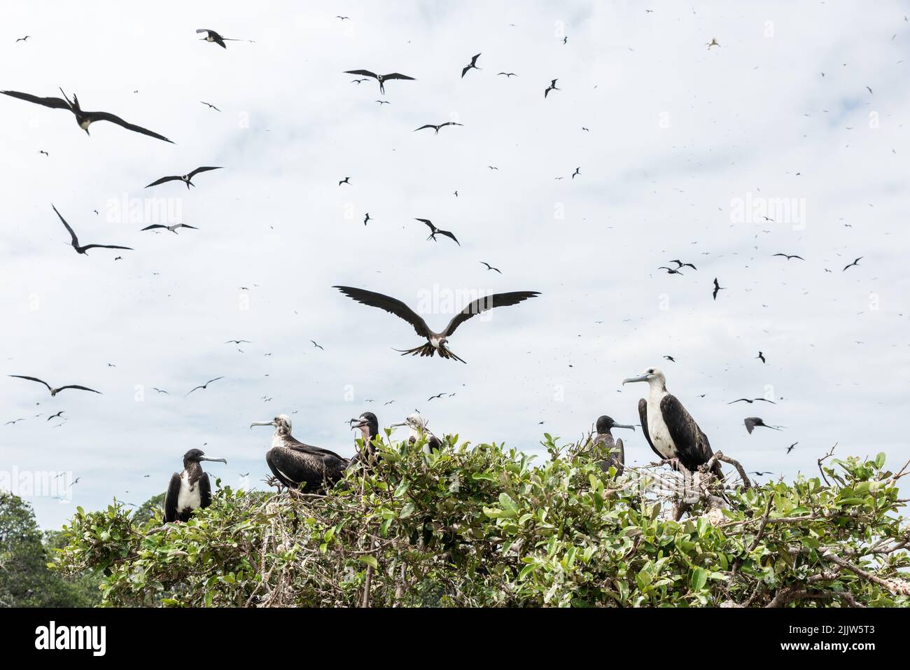 A colony of frigate birds with nesting ones Stock Photo - Alamy