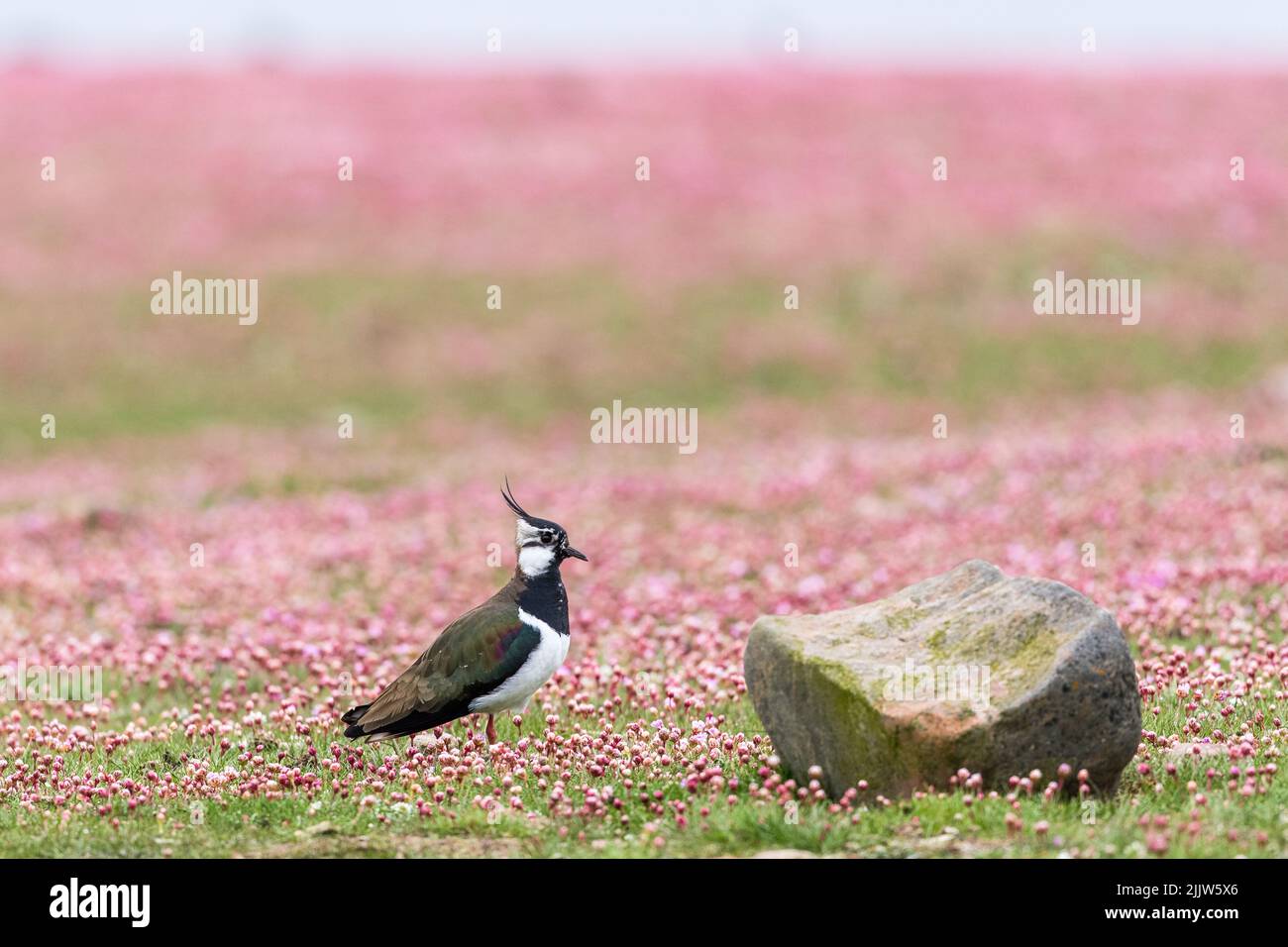 Lapwing farm uk hi-res stock photography and images - Alamy