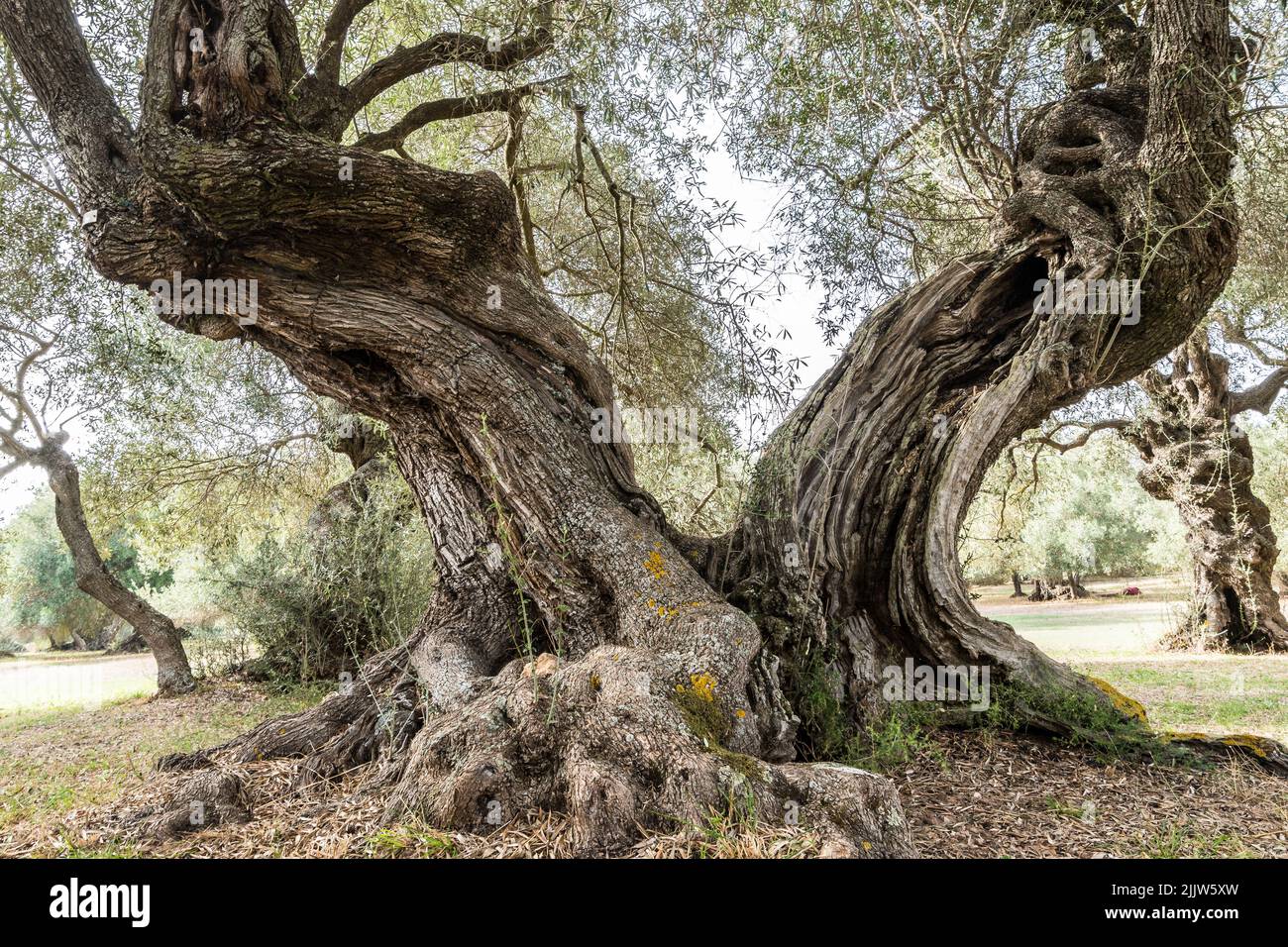 A beautiful shot of an ancient giant olive tree Stock Photo - Alamy