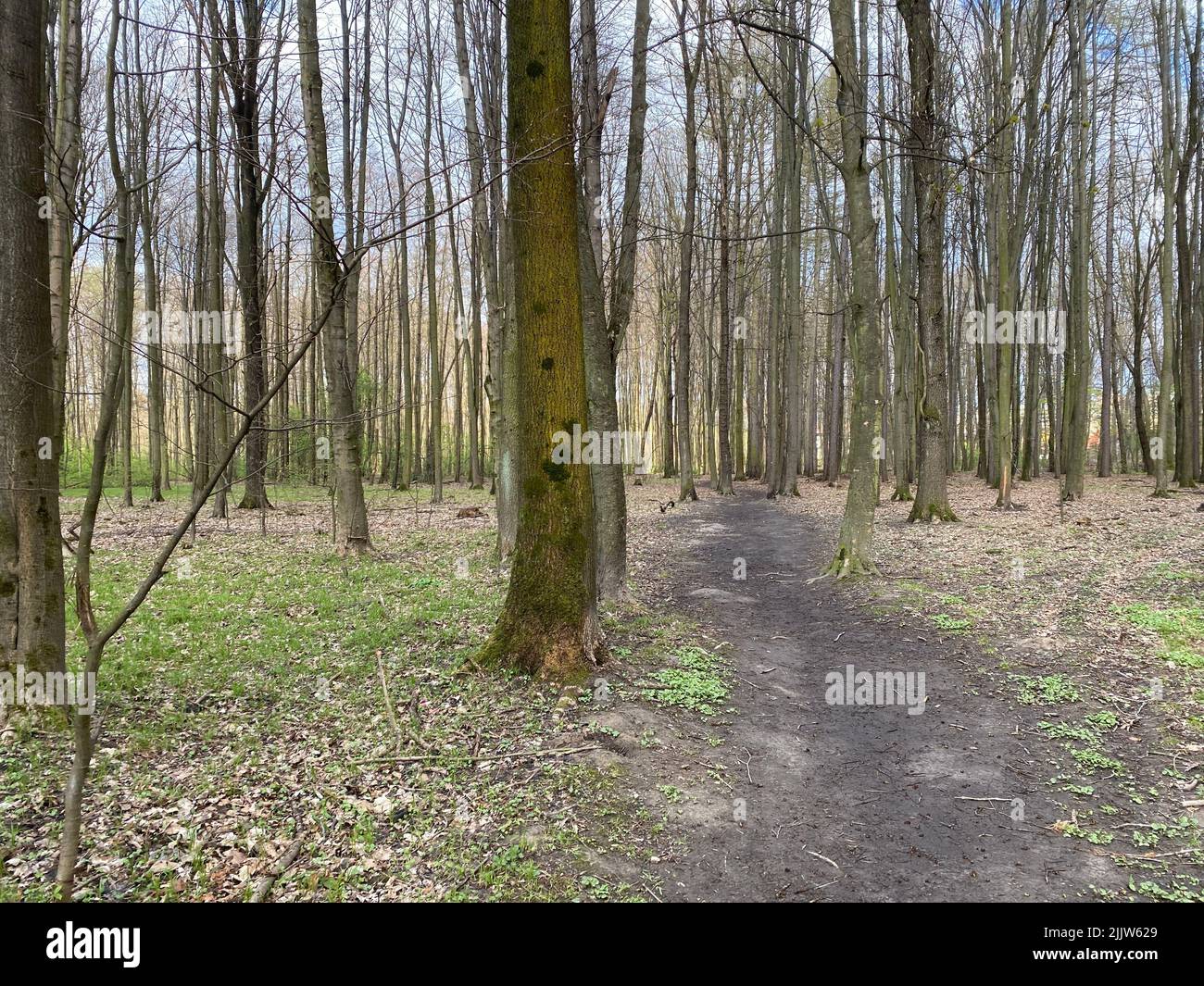 A view of footpath surrounded by trees under blue bright sky Stock ...