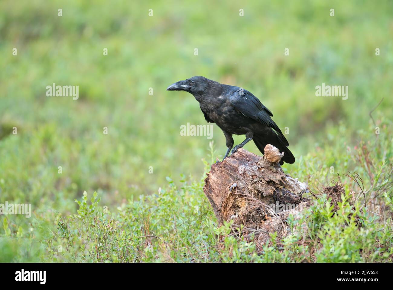 Common raven (Corvus corax) photographed in the Taiga forest of Finland ...