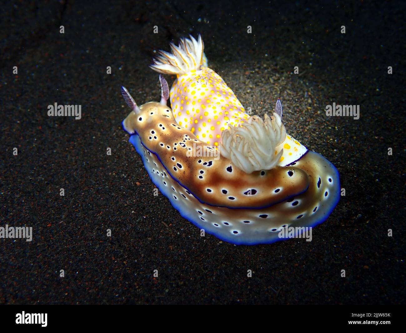 Stinging cells nudibranch hi-res stock photography and images - Alamy