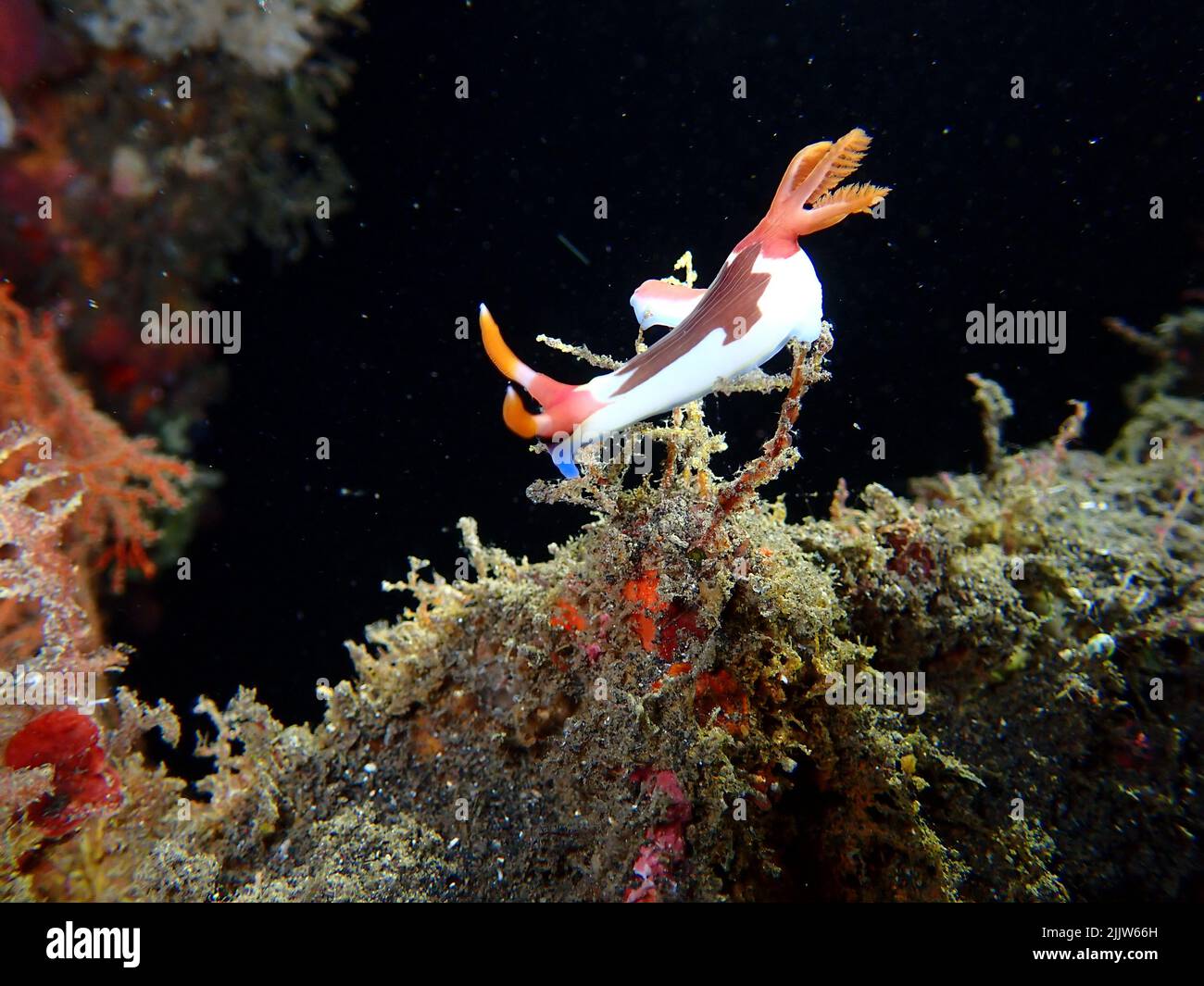 Nudibranchs have stinging cells similar to a jellyfish so when other ...