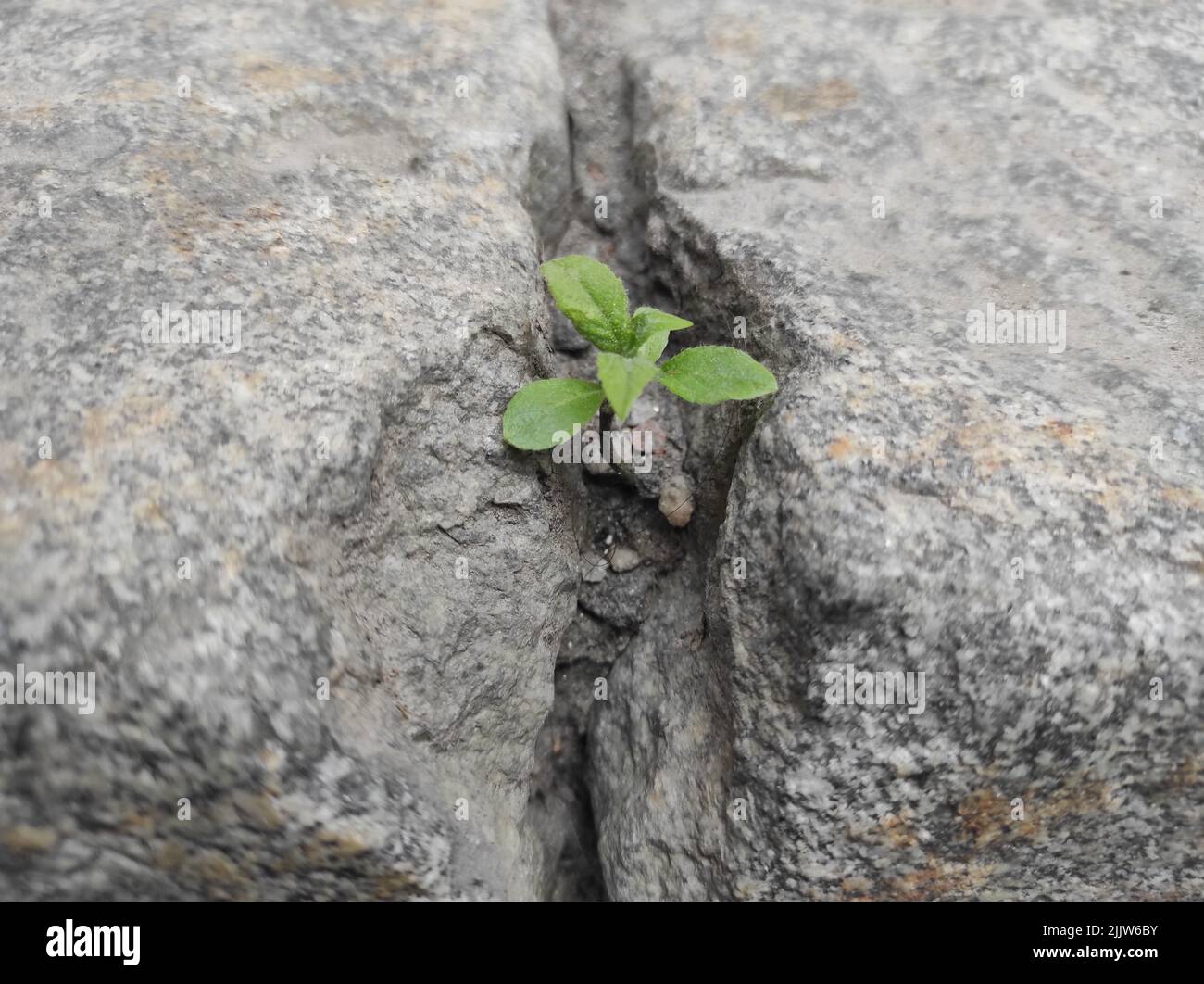 Plany leaves hi-res stock photography and images - Alamy