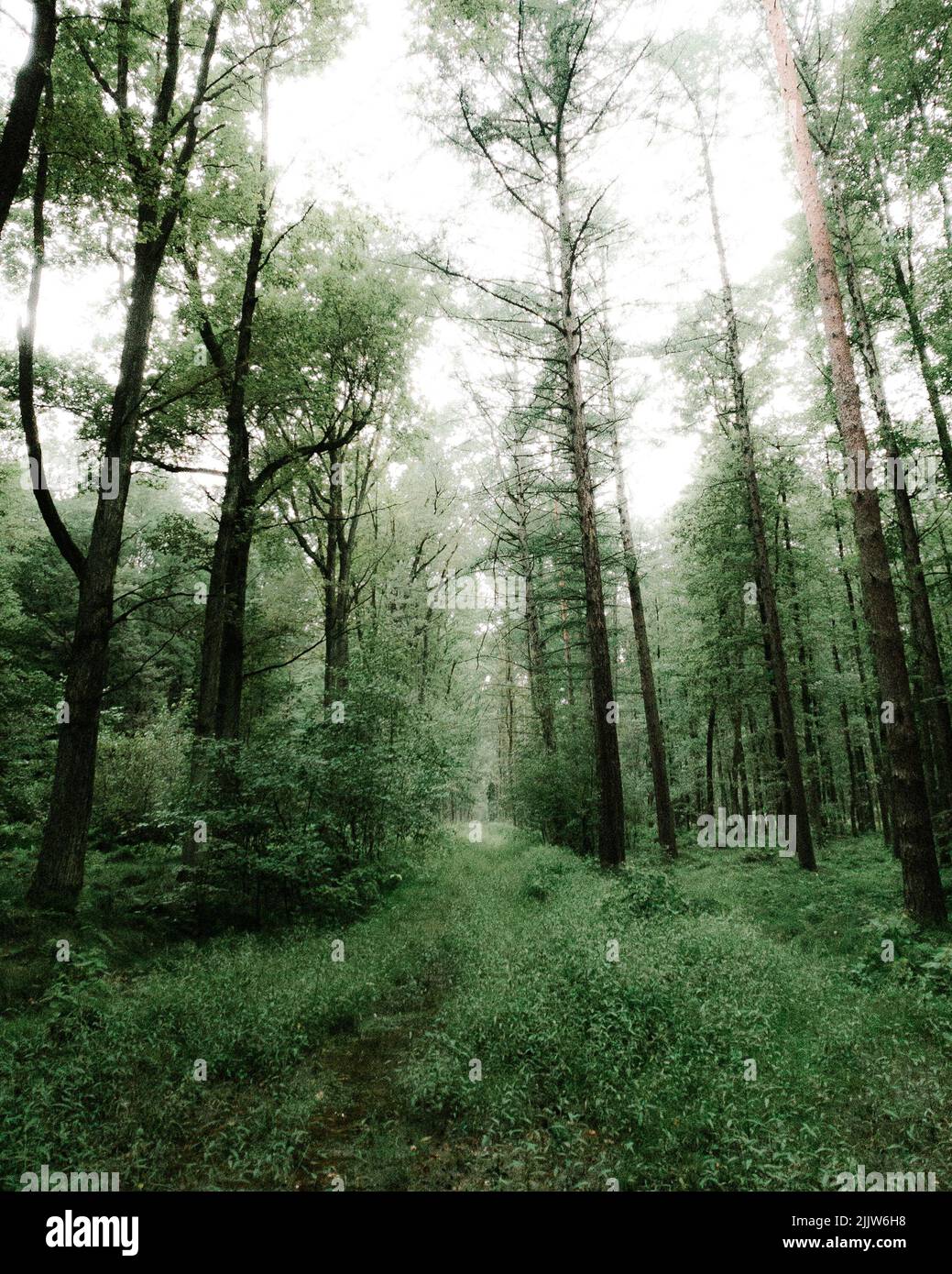 A vertical shot of tall trees in a forest Stock Photo - Alamy