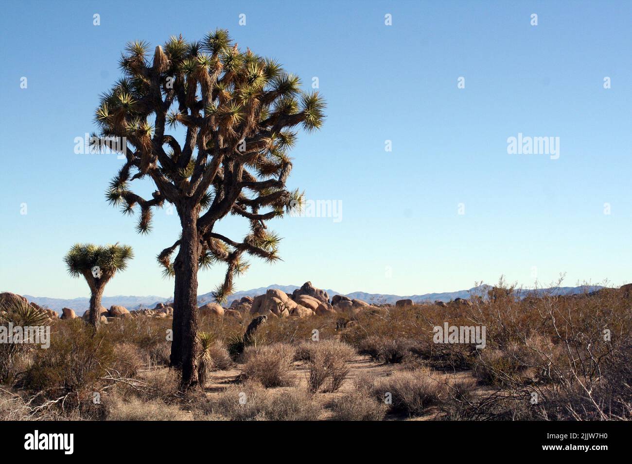 Josua tree national park hi-res stock photography and images - Alamy