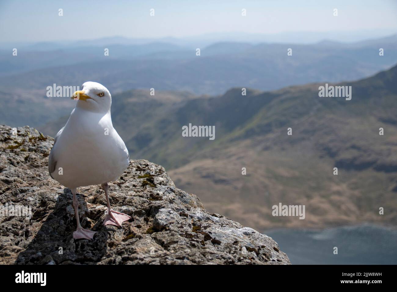 A seagull in Crib Goch, Snowdon, Snowdonia, Wales, UK Stock Photo - Alamy