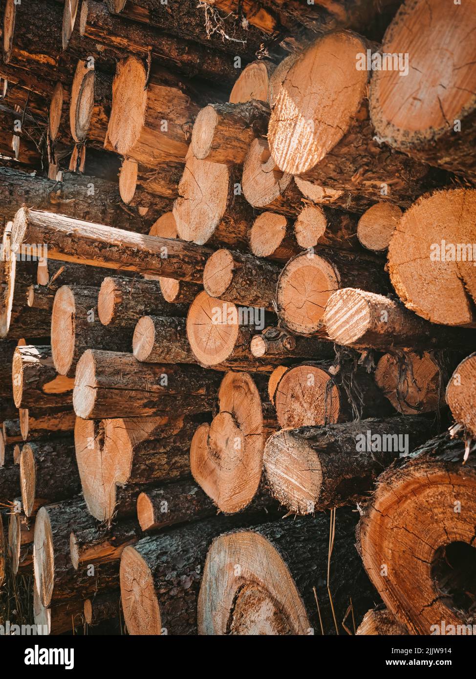 storage of wooden round tree cut for building and firewood, log house ...