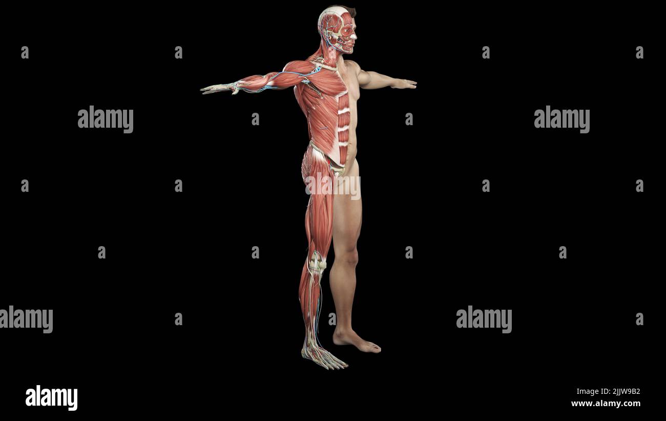 A 3D visualization of a half sectioned human body anatomy isolated on a ...