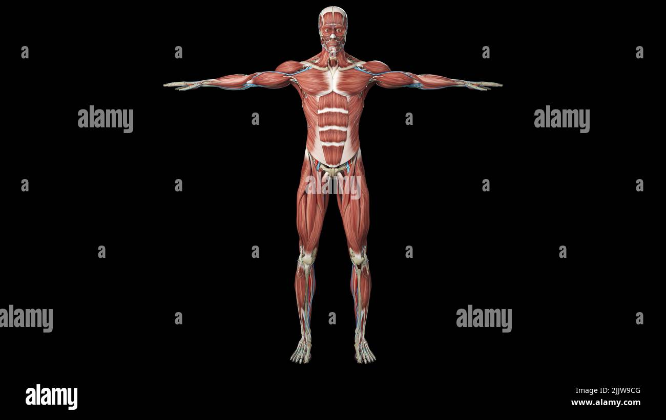A 3D visualization of a human body realistic anatomy isolated on a ...