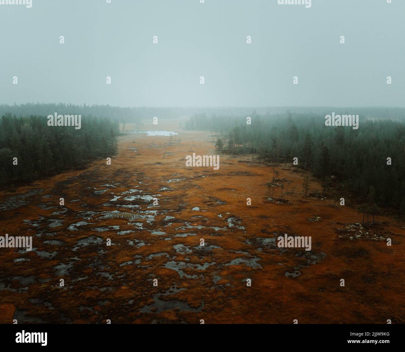 Moss covered wetland forest lake hi-res stock photography and images ...