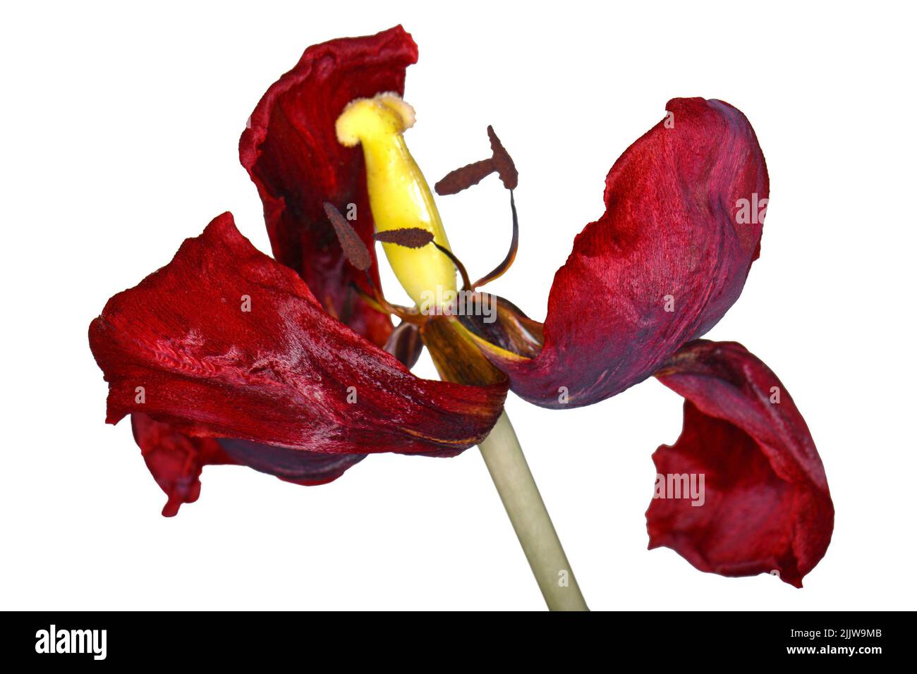 Wilted tulip flower Cut Out Stock Images & Pictures - Alamy