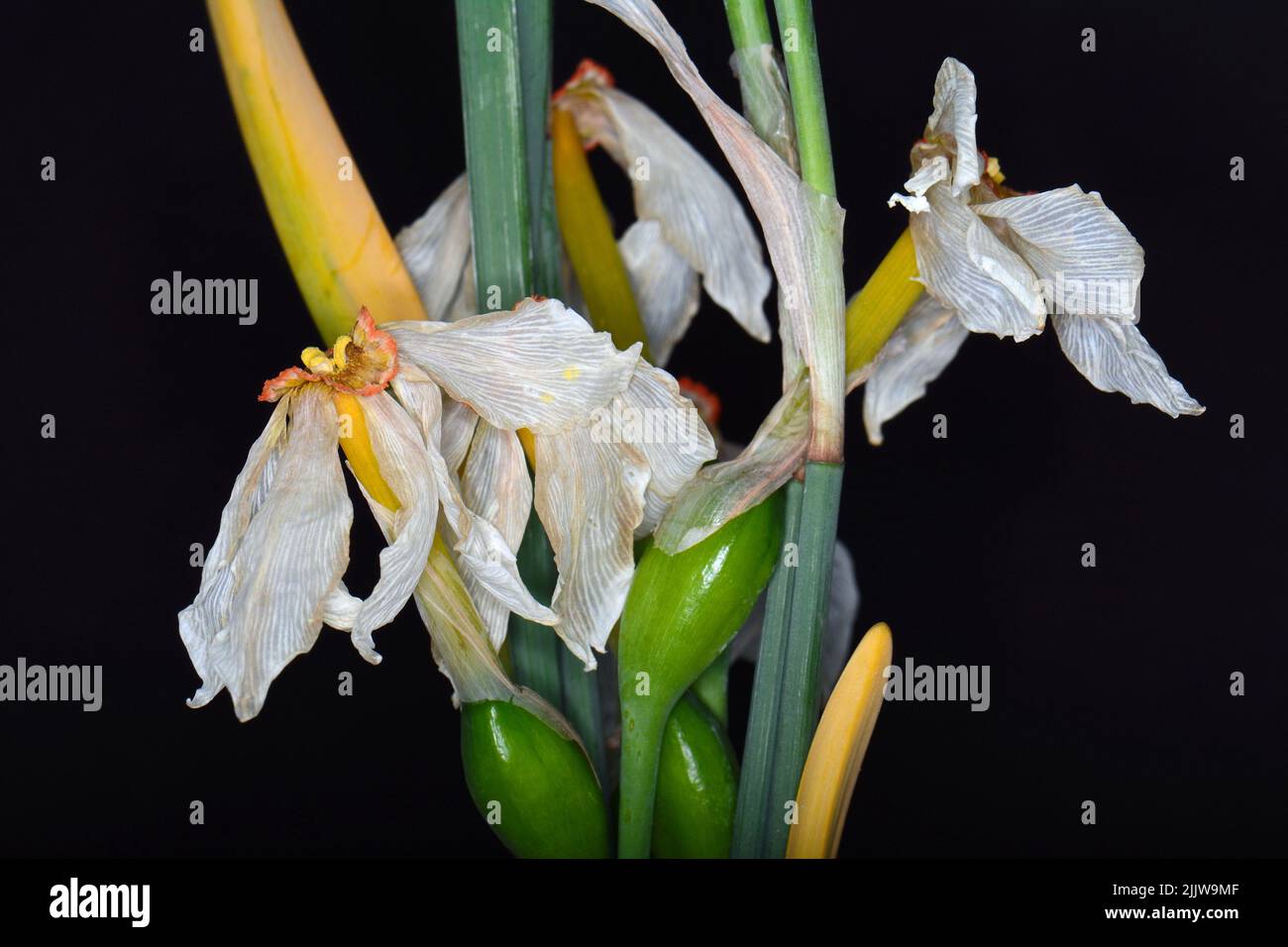 Withered Daffodil Flower isolated on black Background Stock Photo - Alamy