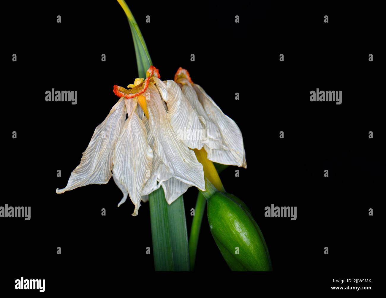 Withered Daffodil Flower isolated on black Background Stock Photo - Alamy