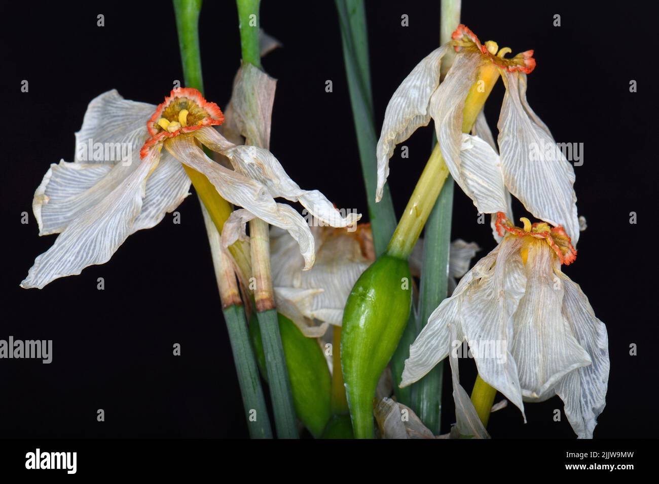 Withered Daffodil Flower isolated on black Background Stock Photo - Alamy