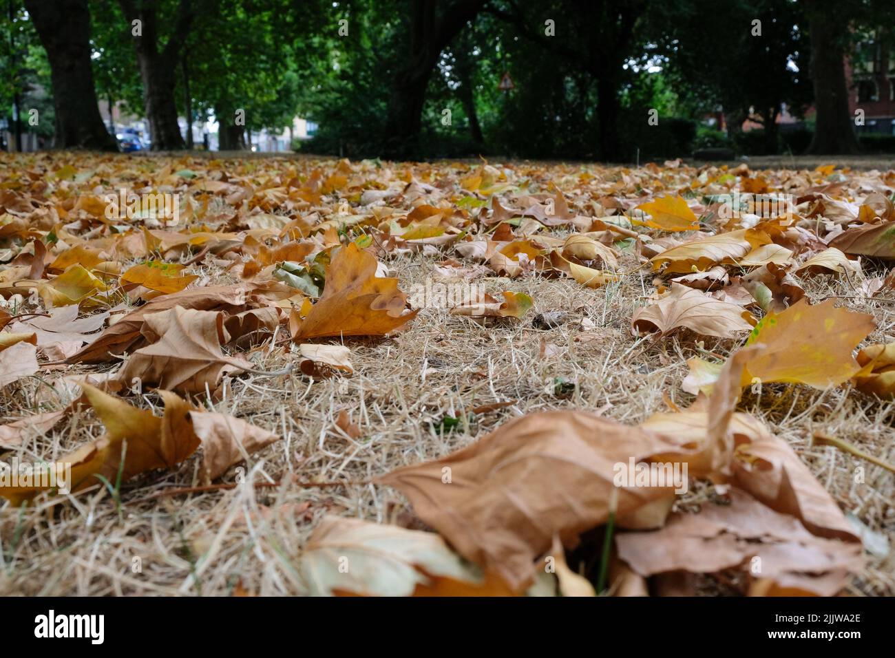 London, UK. 28th July 2022. Drought warnings for parts of the UK. Dry ...