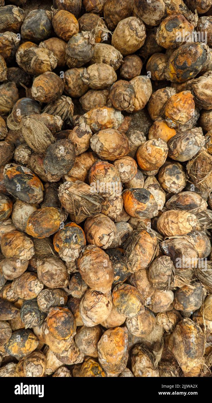 Pile of areca nuts hi-res stock photography and images - Alamy