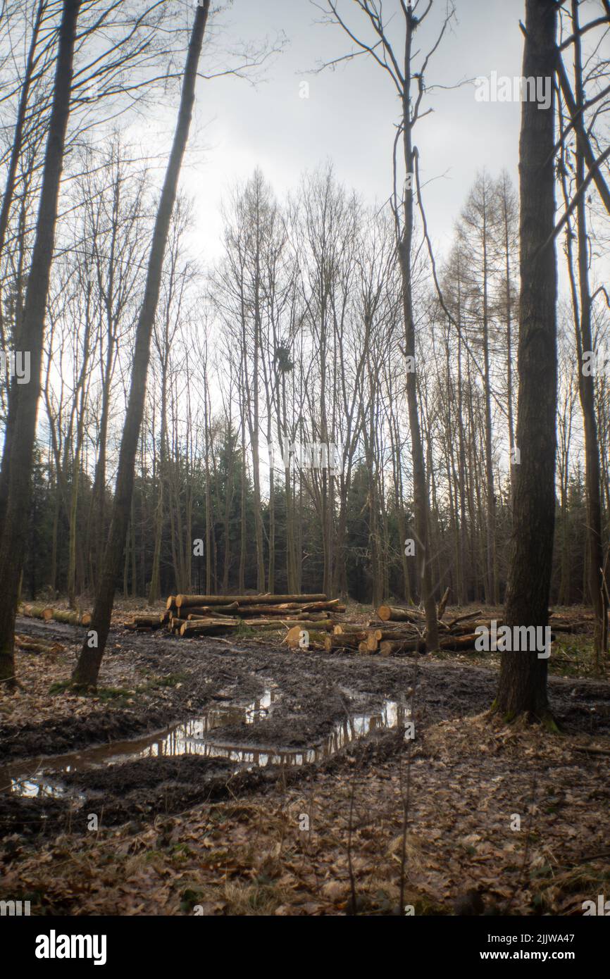 A vertical shot of a thin river in the forest full of tall trees Stock ...