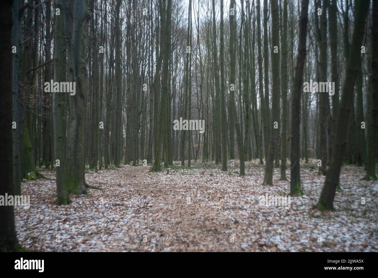 A beautiful shot from the inside of a forest full of tall trees Stock ...