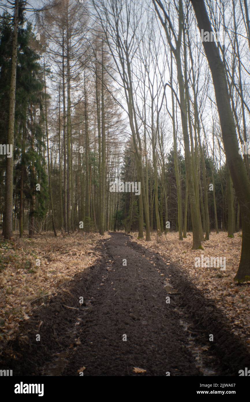 A vertical shot of a walking path in the forest full of tall trees ...