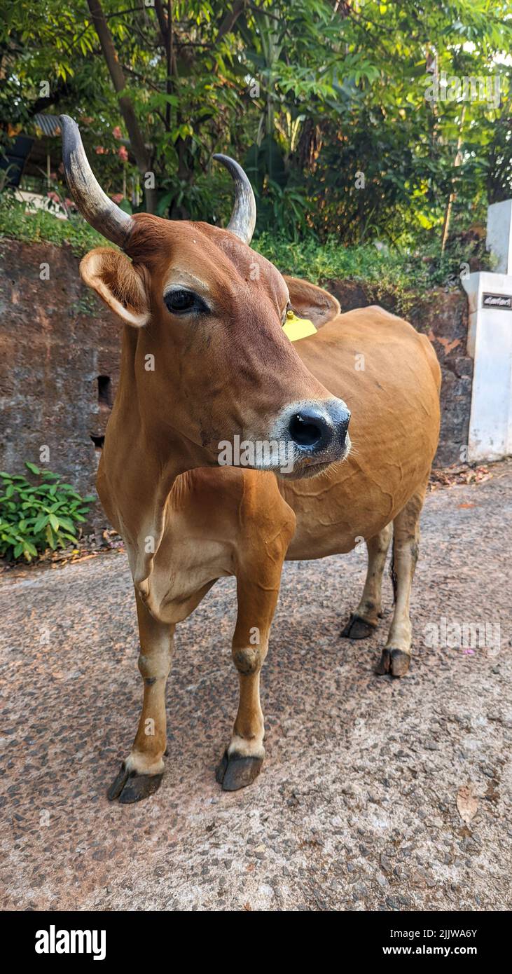 a brown cow listening and observing patiently in the farmland in the ...
