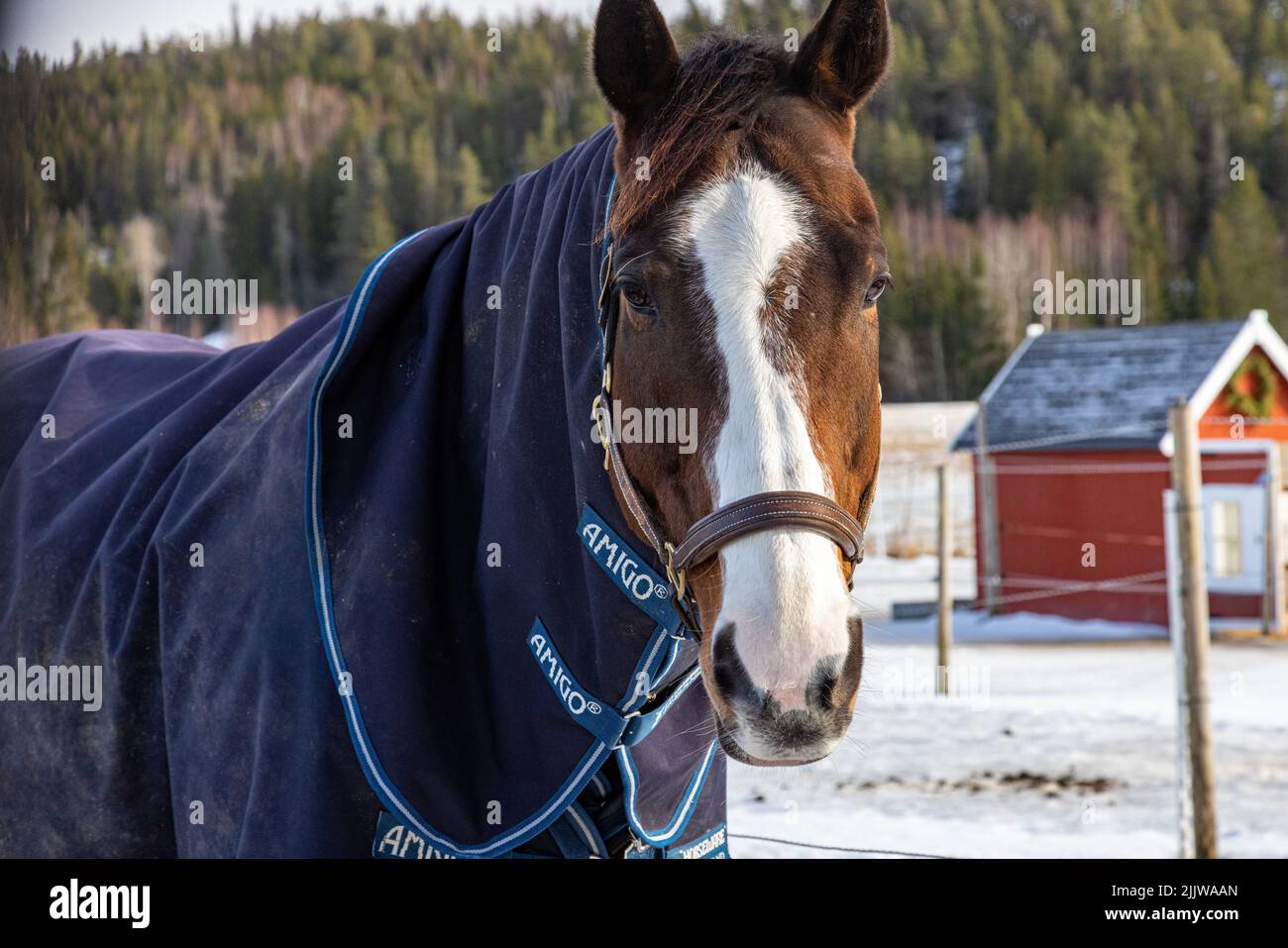 Brown horse Stensrud gard Lorenskog Norway Stock Photo - Alamy