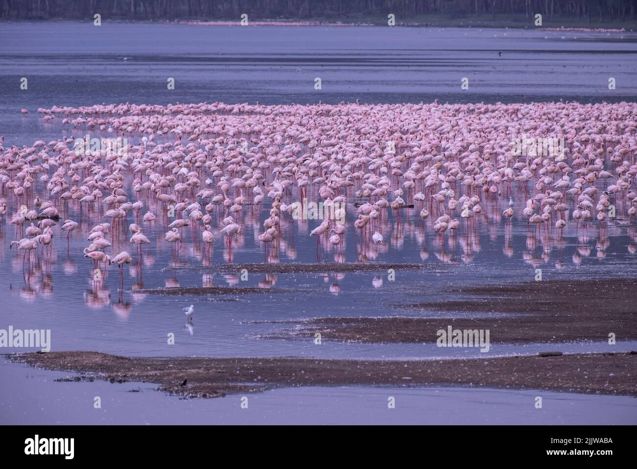 Pink flamingos at sunset hi-res stock photography and images - Alamy